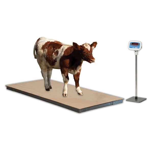 Brecknell PS-3000 Veterinary Horse (Equestrian) Floor Scale ...